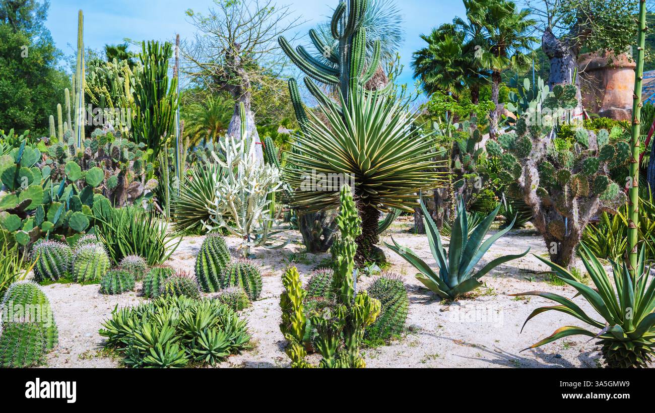various varieties and species of cacti and succulents grow in the ...