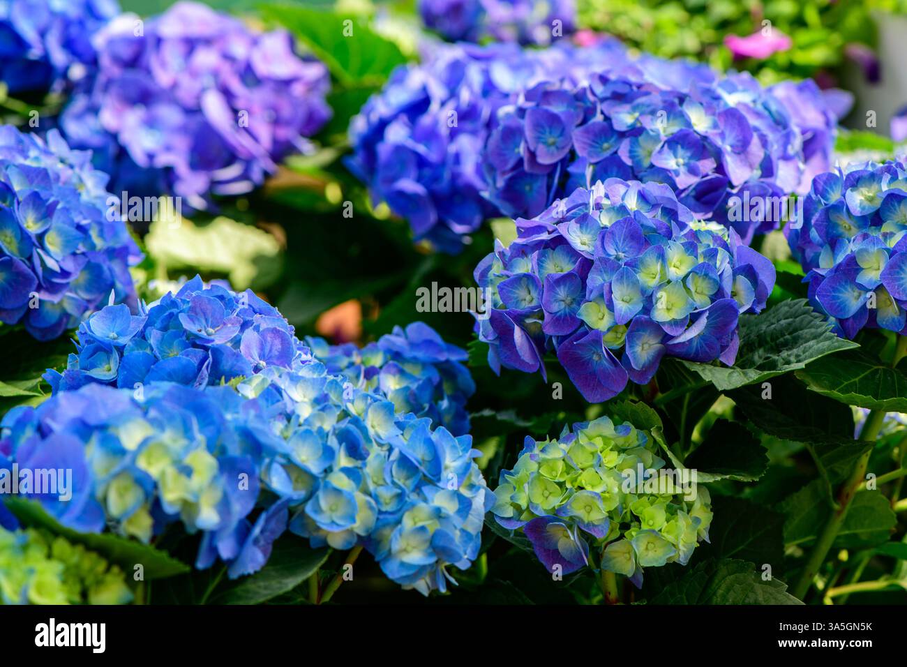 blue hydrangeas banner, close up. Purple blue pink hortensia flowers ...