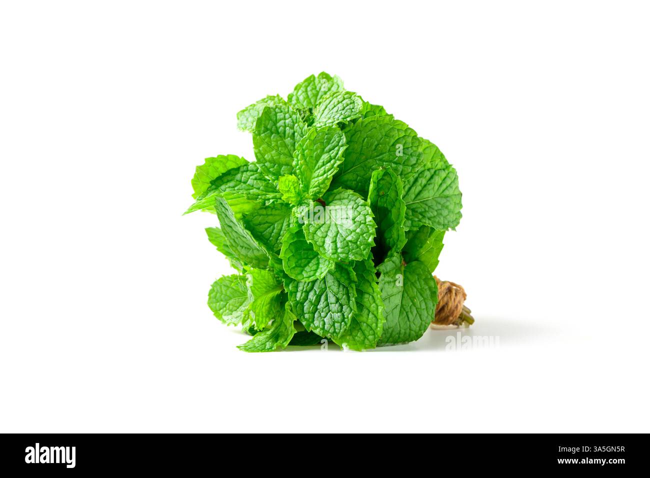 Fresh peppermint isolated on white background. Peppermint is a hybrid ...