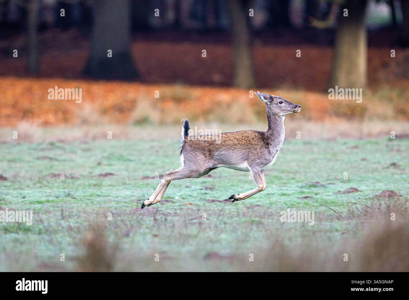 Deer leap woods hi-res stock photography and images - Alamy