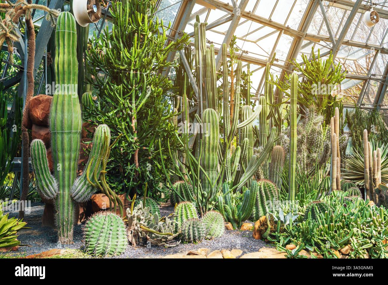 cacti and succulents in a greenhouse at Botanical garden of Tropical plants in Vietnam Stock ...