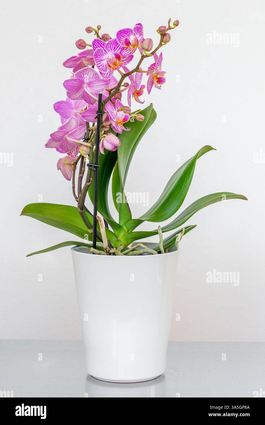 Pink orchid plant in a white flowerpot standing on a reflective surface ...
