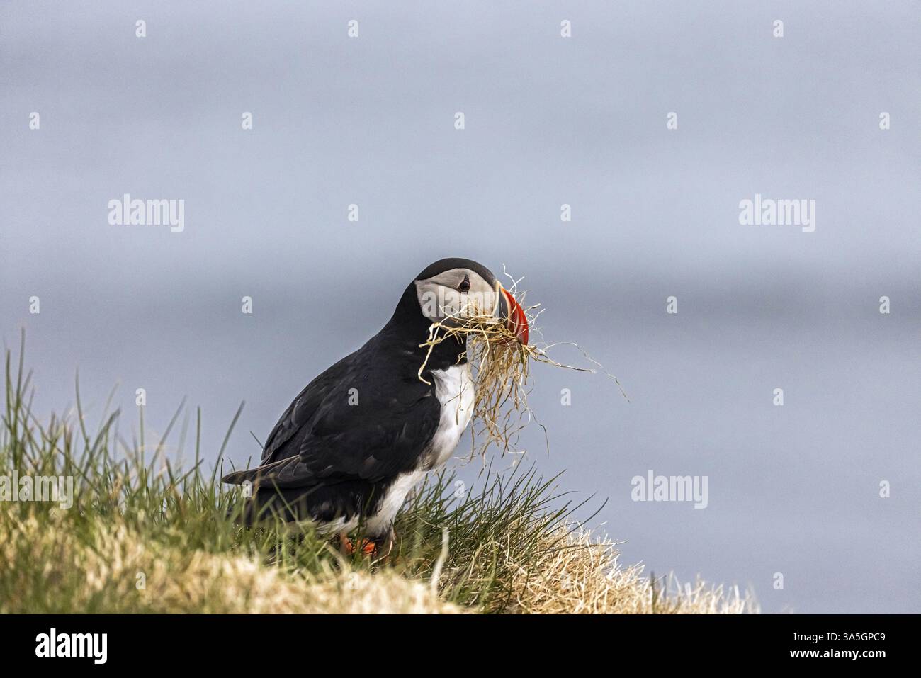 Puffin nesting ground hi-res stock photography and images - Alamy