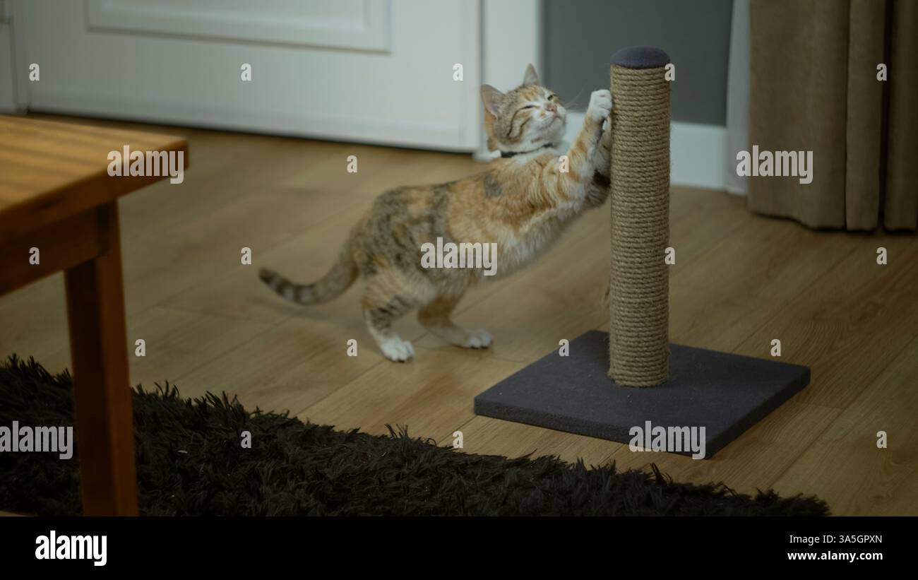 Cute Cat Scratching on Scratching Post Indoors Stock Photo - Alamy