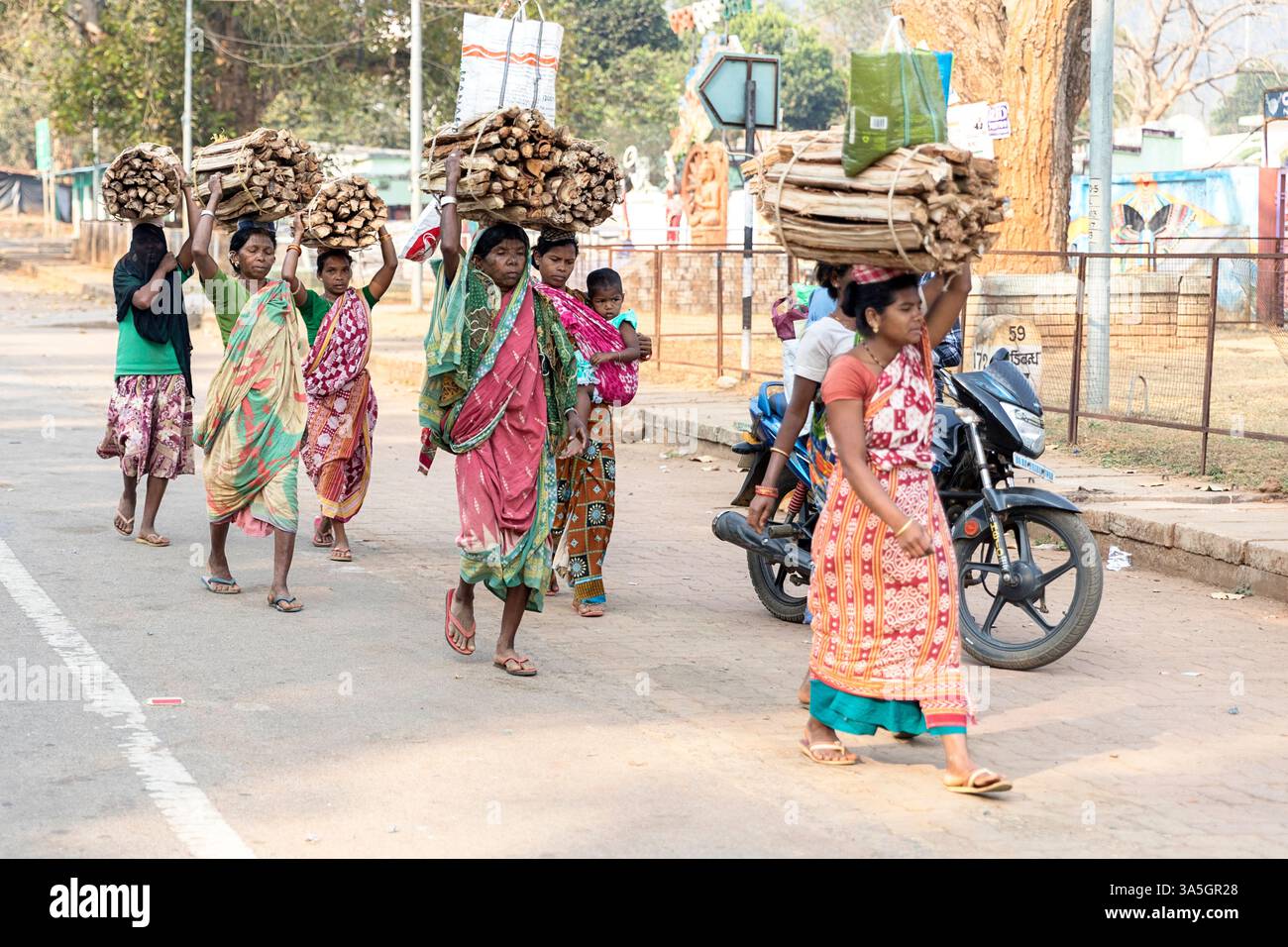 Local woman in traditional clothes from Kutia Kondh tribe carrying wood ...