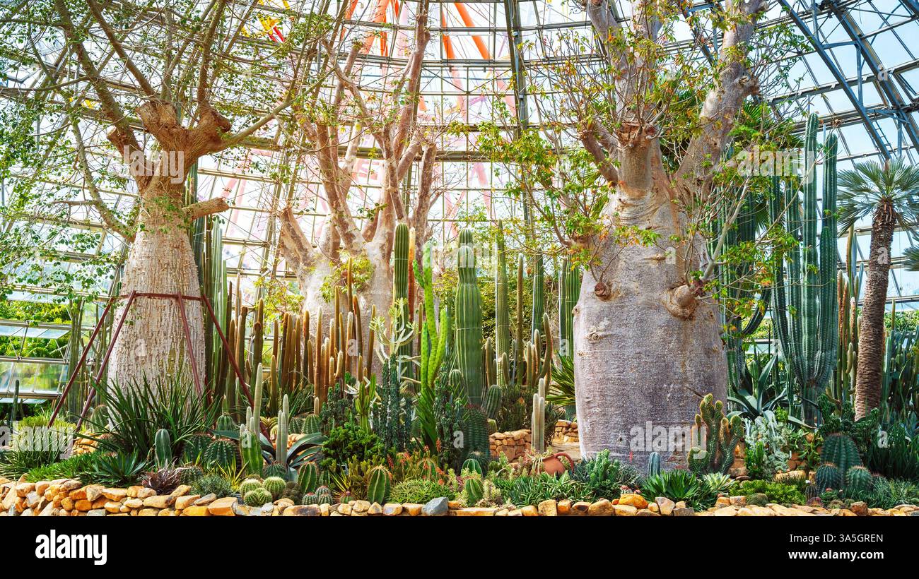 cacti, succulents, baobab trees and palm trees in a greenhouse at ...