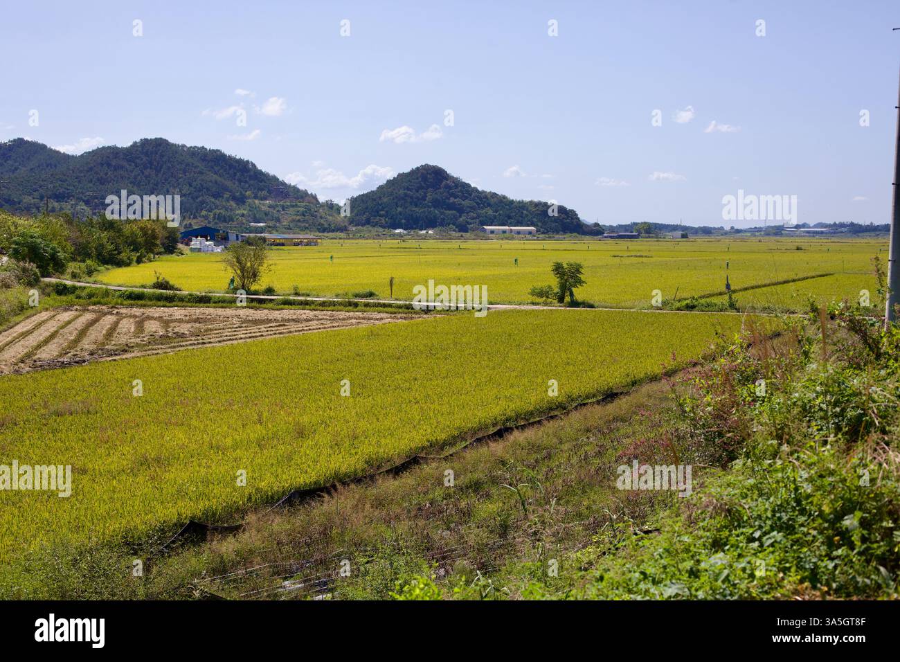 Naju City, South Korea - September 24, 2020: A vast expanse of rice ...