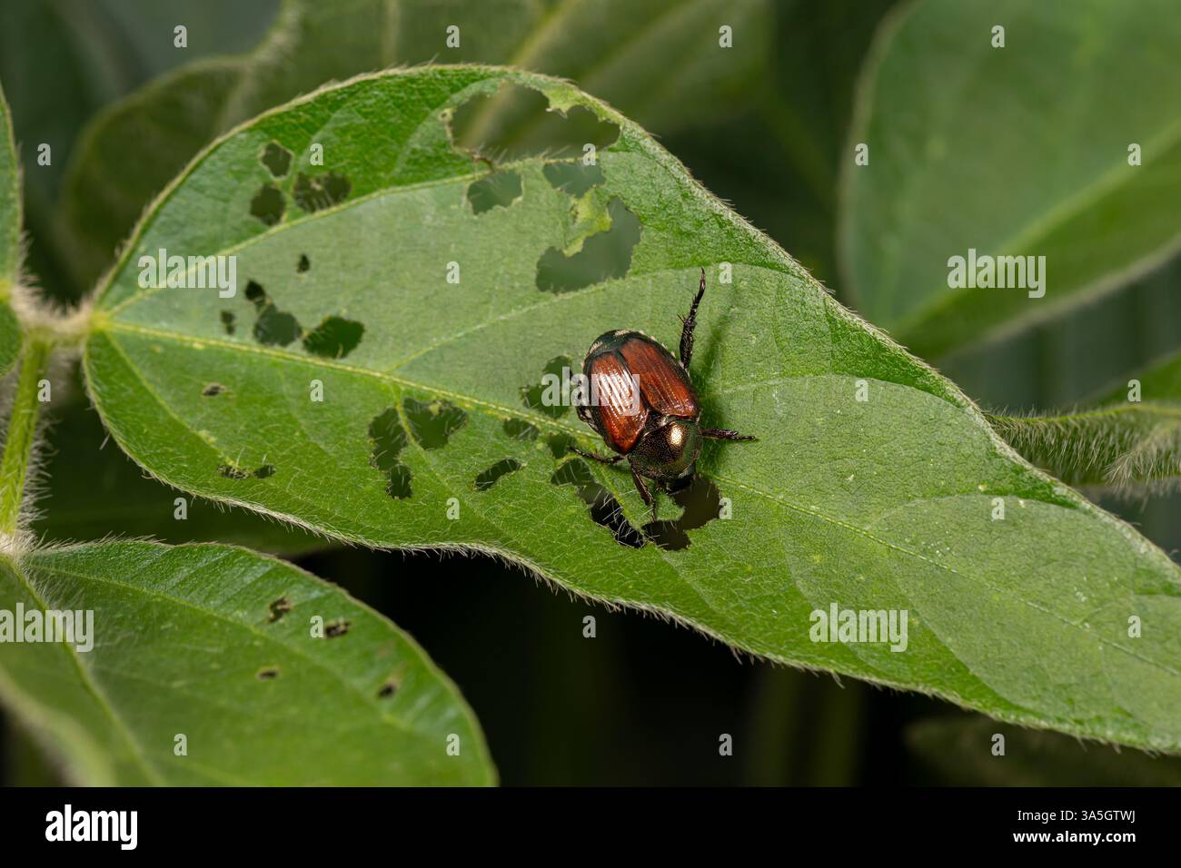 Japanese beetle eating leaf of soybean plant. Agriculture insects, pest ...
