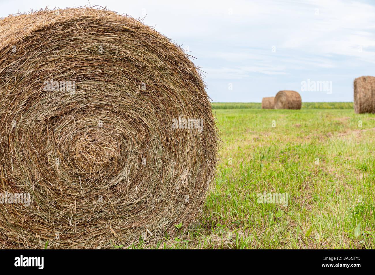 Large round hay bale sits in field after baling. Hay farming, livestock ...