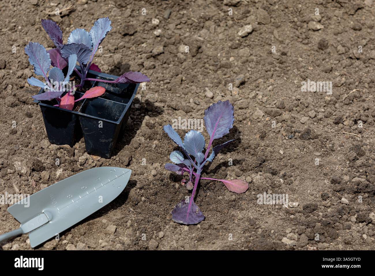 Planting red cabbage seedling in garden. Gardening, organic produce and ...