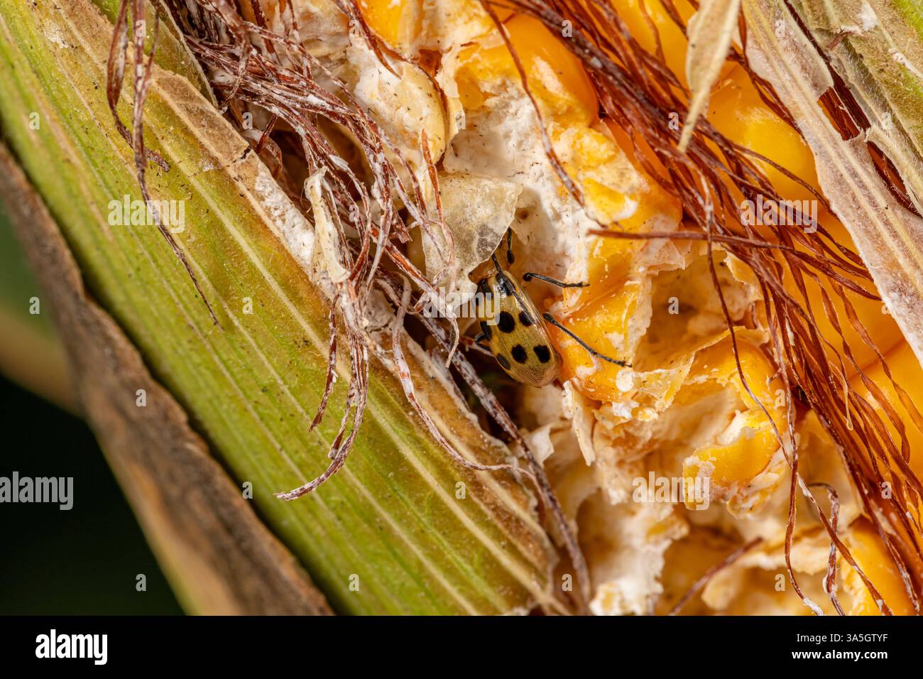 Southern Corn Rootworm beetle eating kernels on ear of corn ...