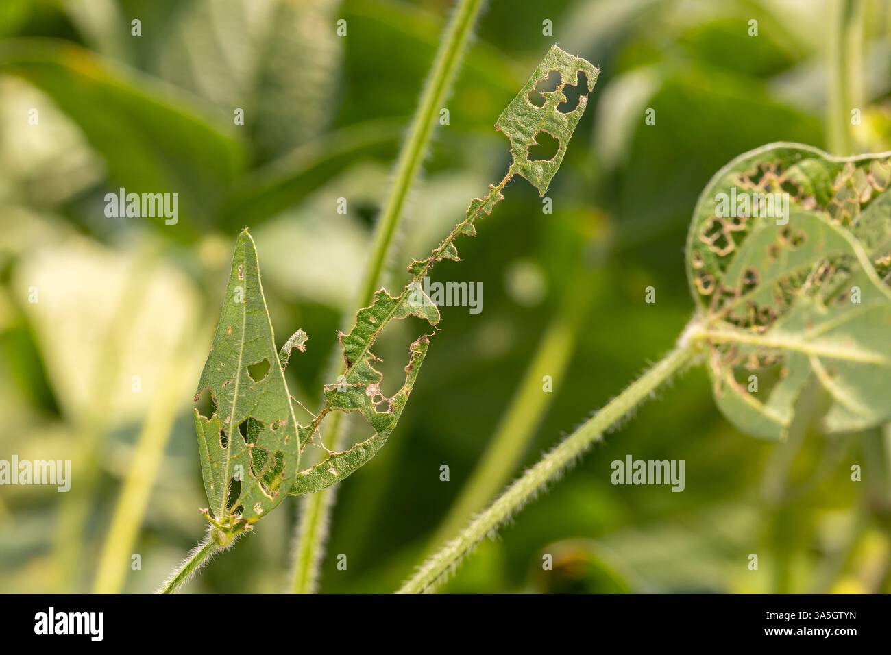 Soybean leaf with skeleton holes from insect damage. Agriculture pest ...
