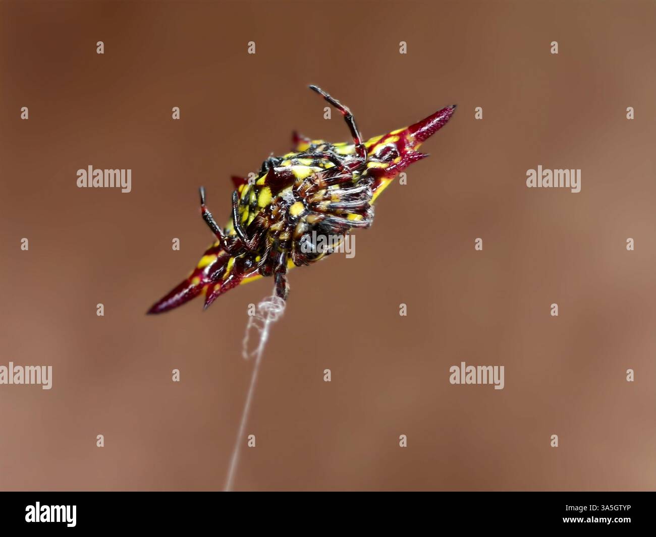 A macro shot of a spiny orb weaver spider or Gasteracantha hanging from ...