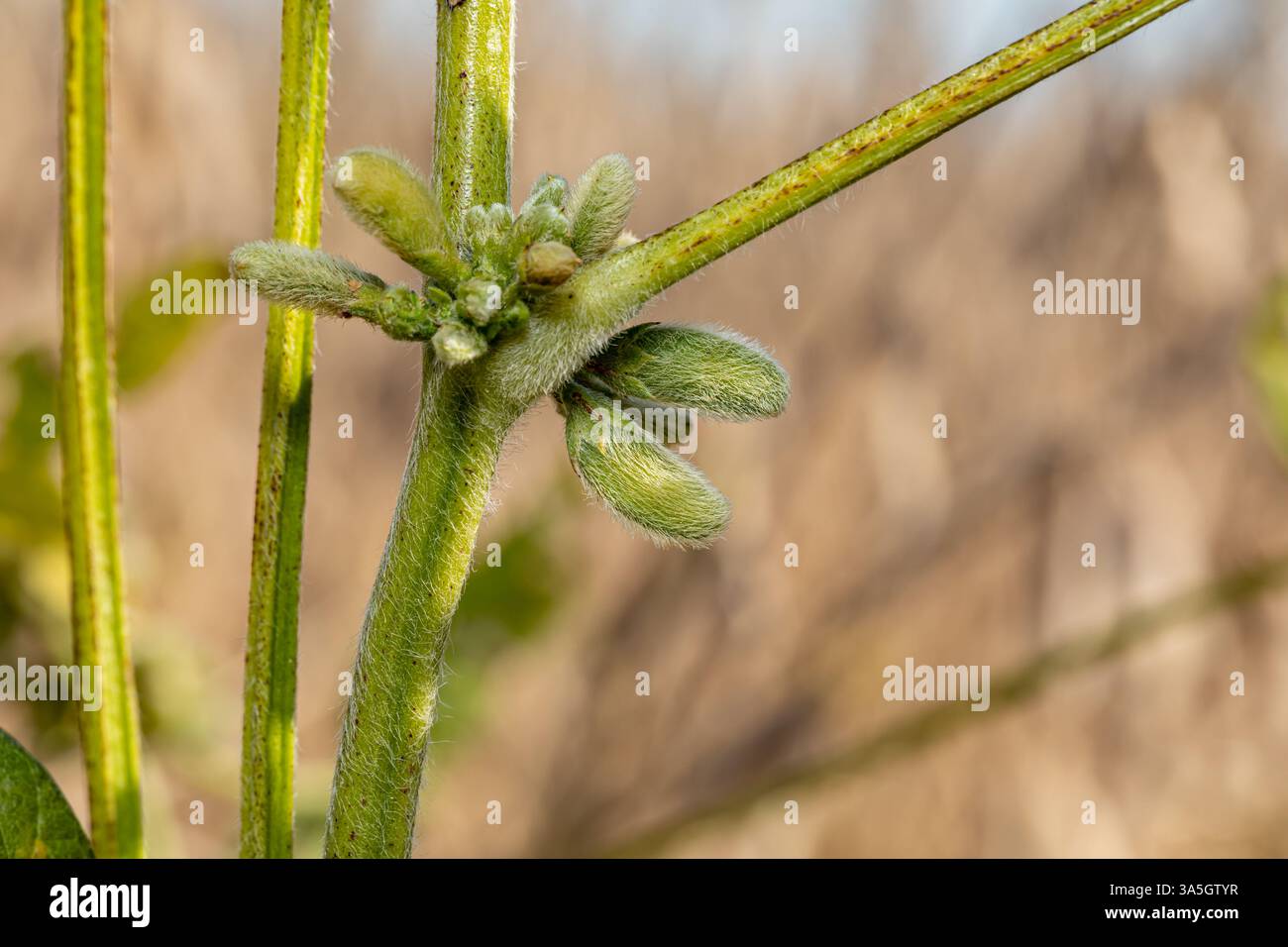 Pod abortion on soybean plant. Soybean farming, plant disease and yield ...