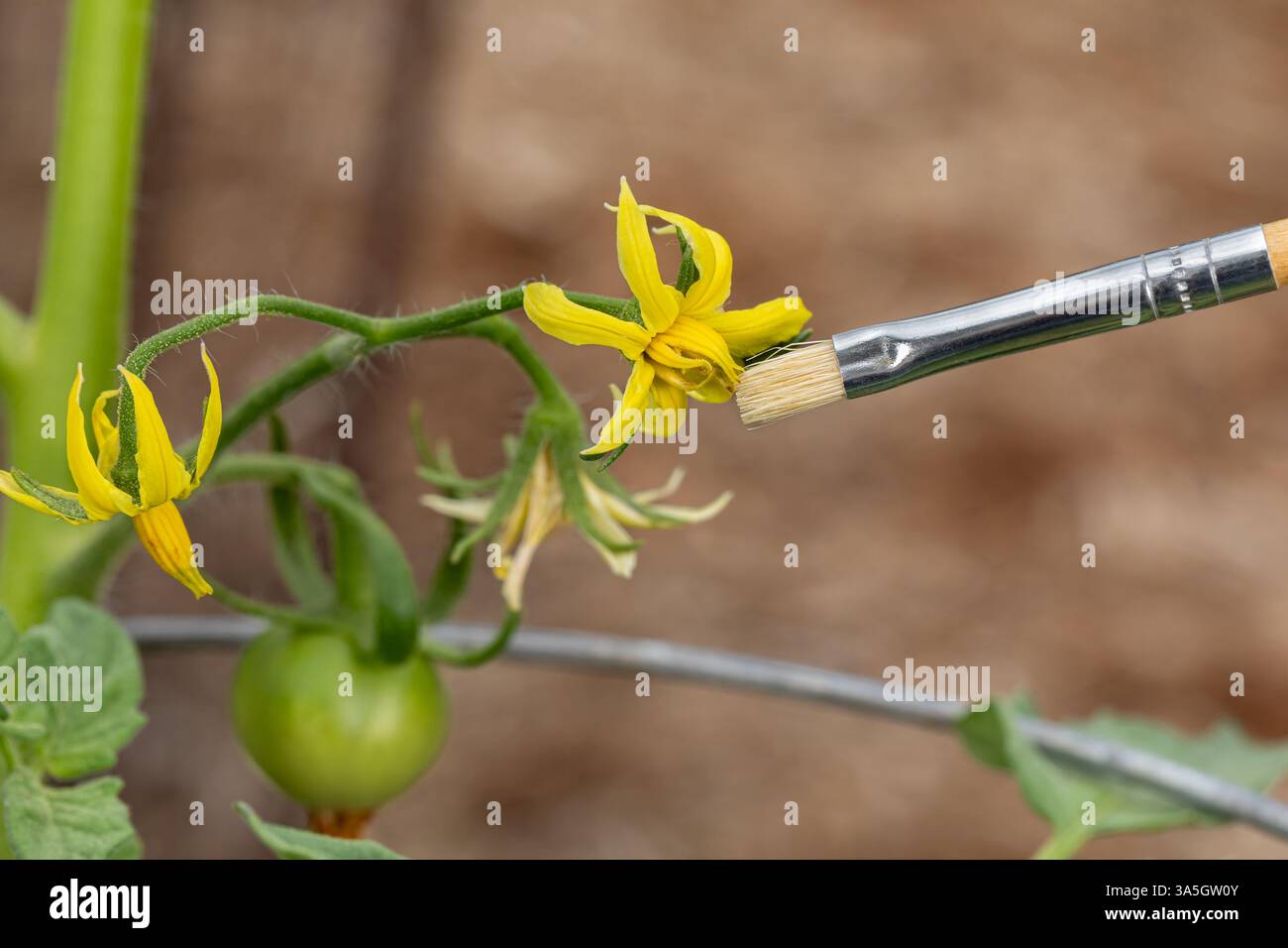 Hand pollinating flower on tomato plant with brush. Gardening, tomato ...