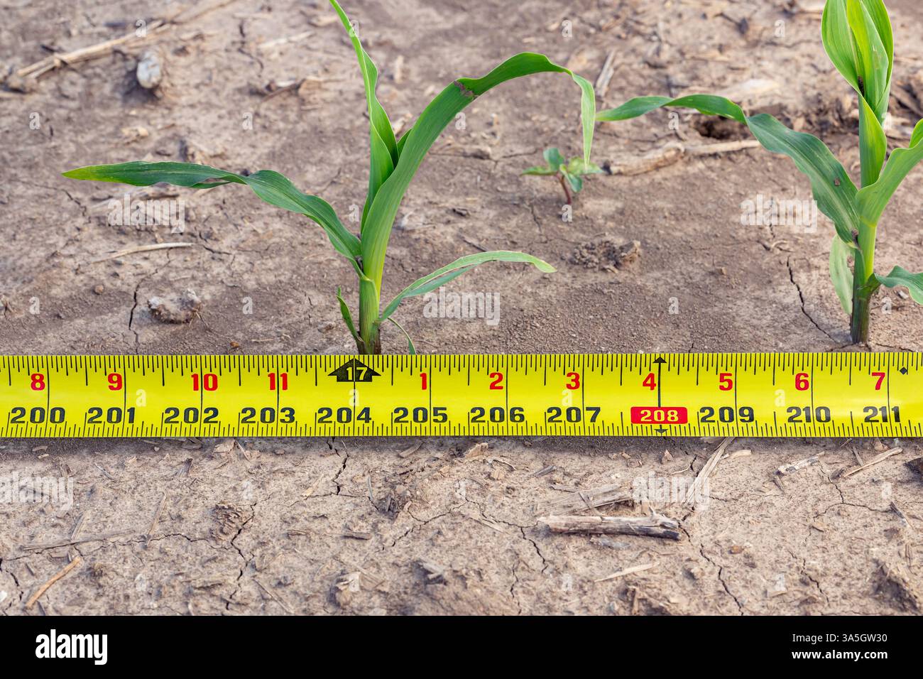 Corn population check in cornfield. Corn stand count, farming and crop ...