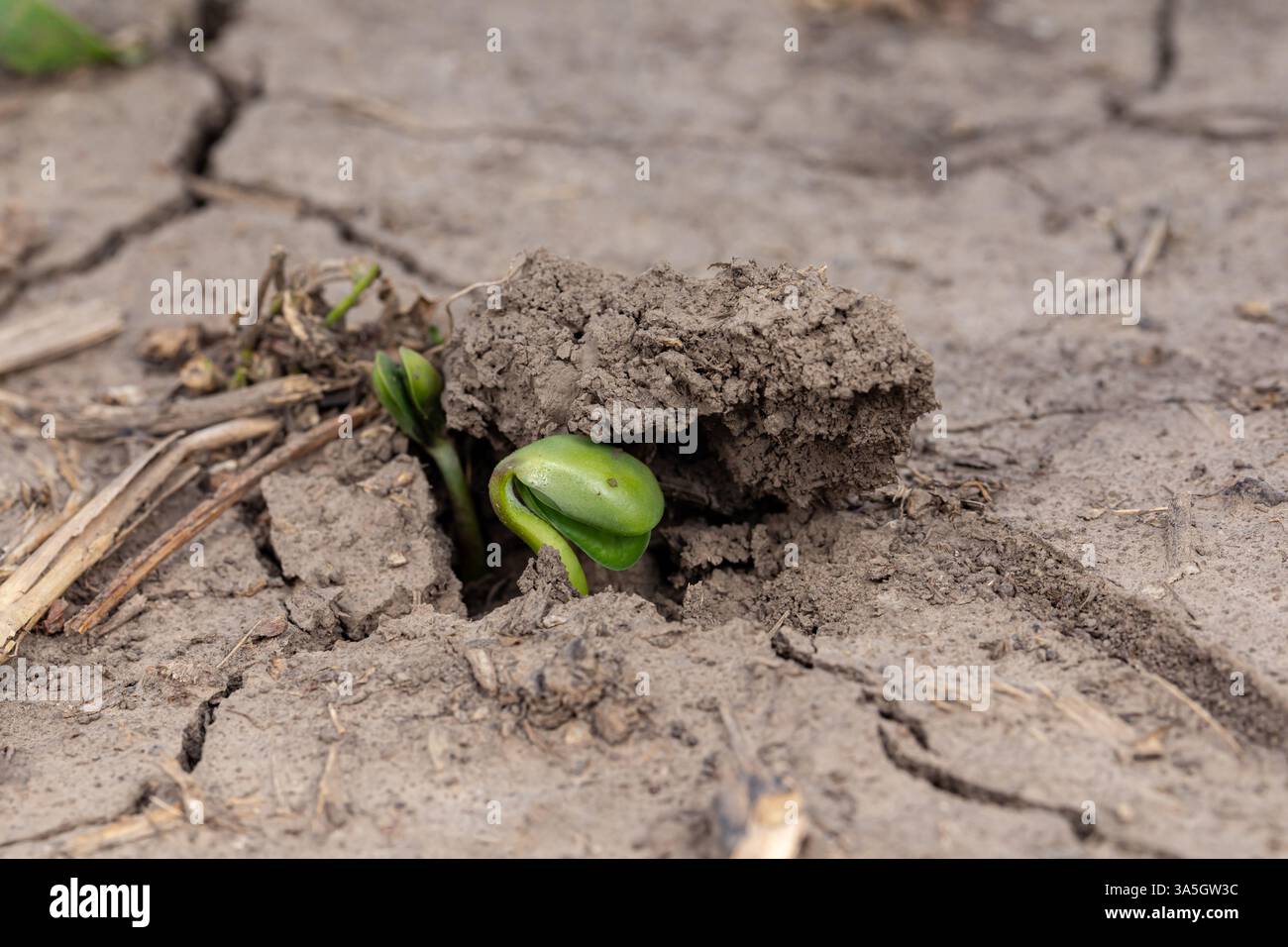 Soybean plant emerging through crust of soil lifting up dirt. Soybean ...
