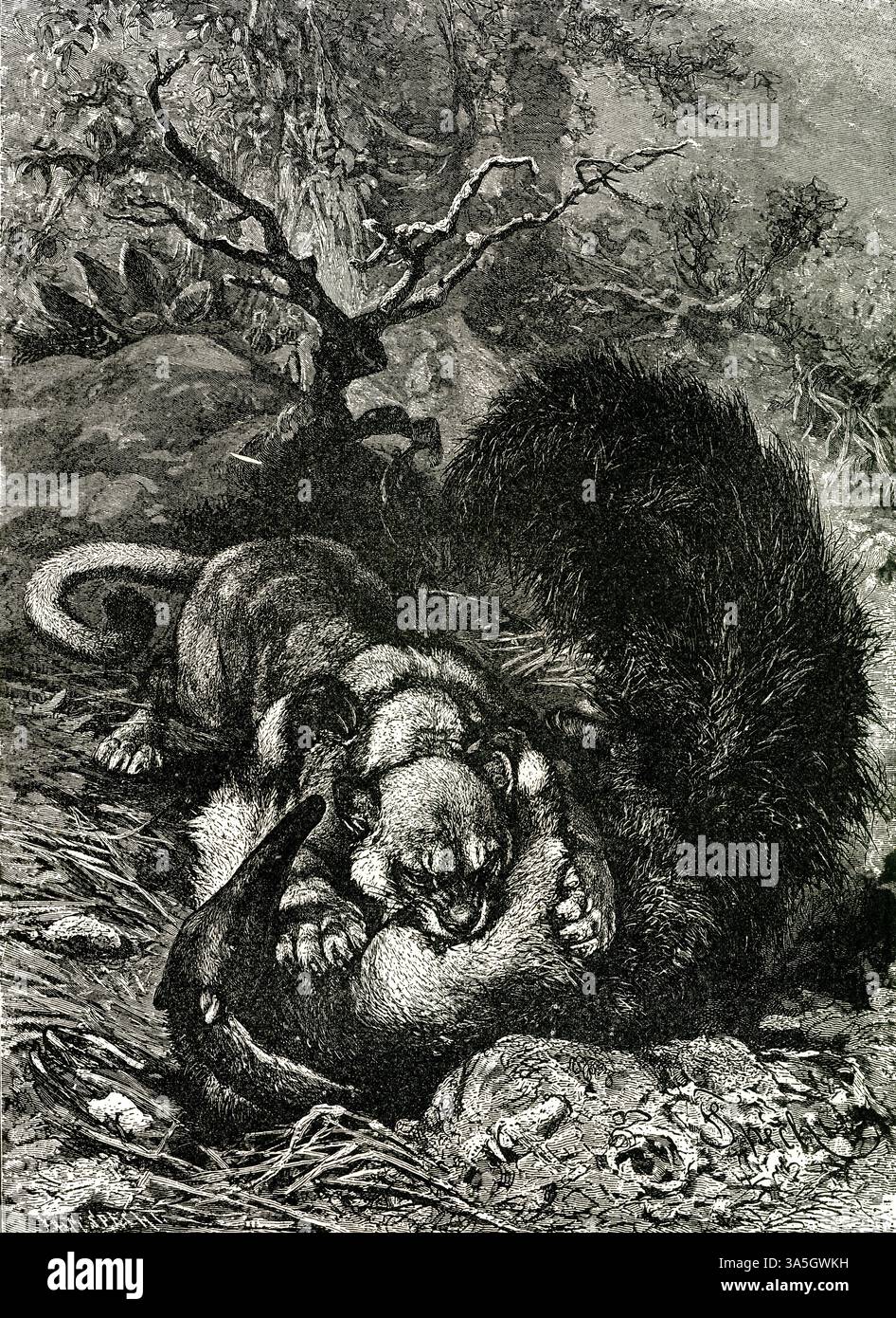PUMA ATTACKING AN ANT-BEAR ( Felis concolor ) / Puma vs. Ant-Bear: A ...