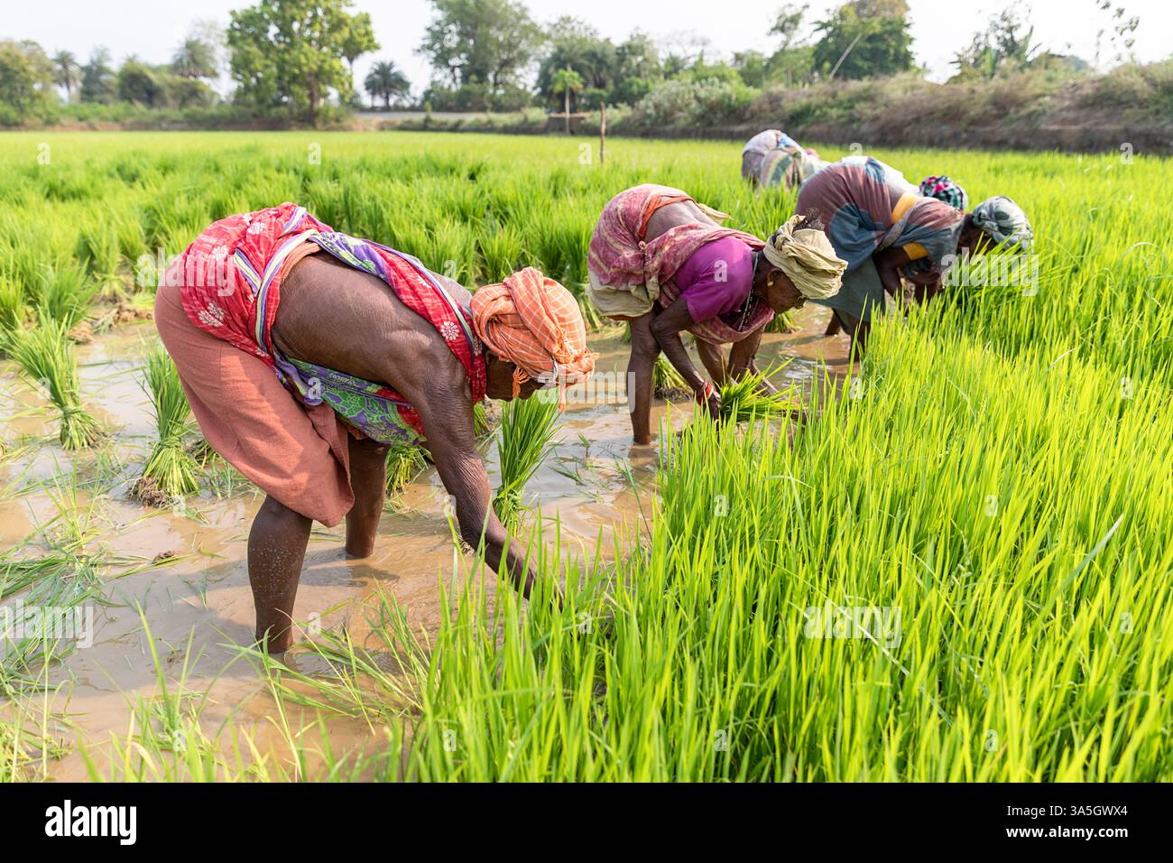 Women dressed in colourful traditional clothes planting rice, rice ...