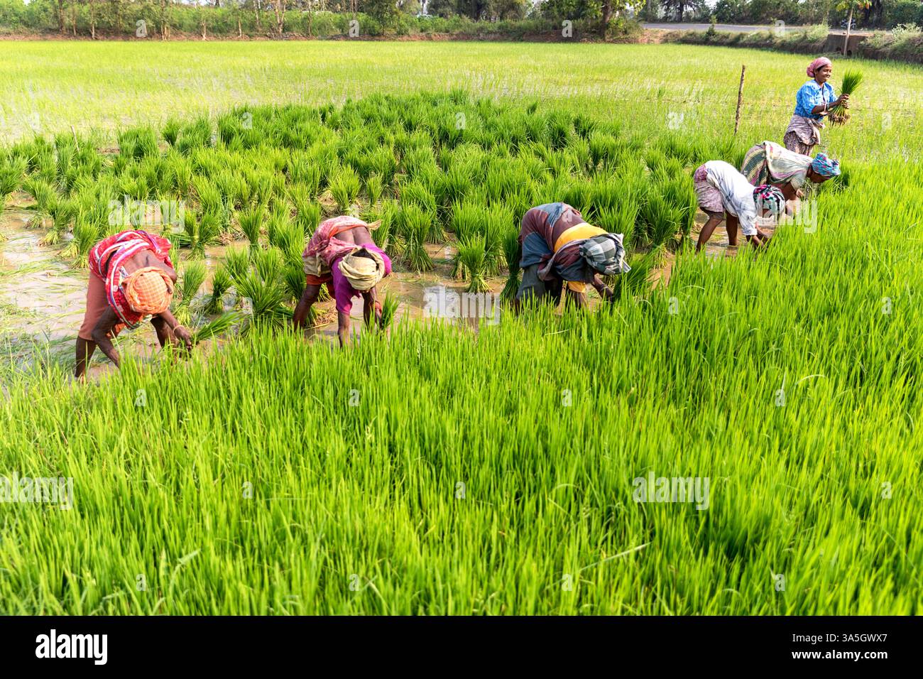 Women dressed in colourful traditional clothes planting rice, rice ...