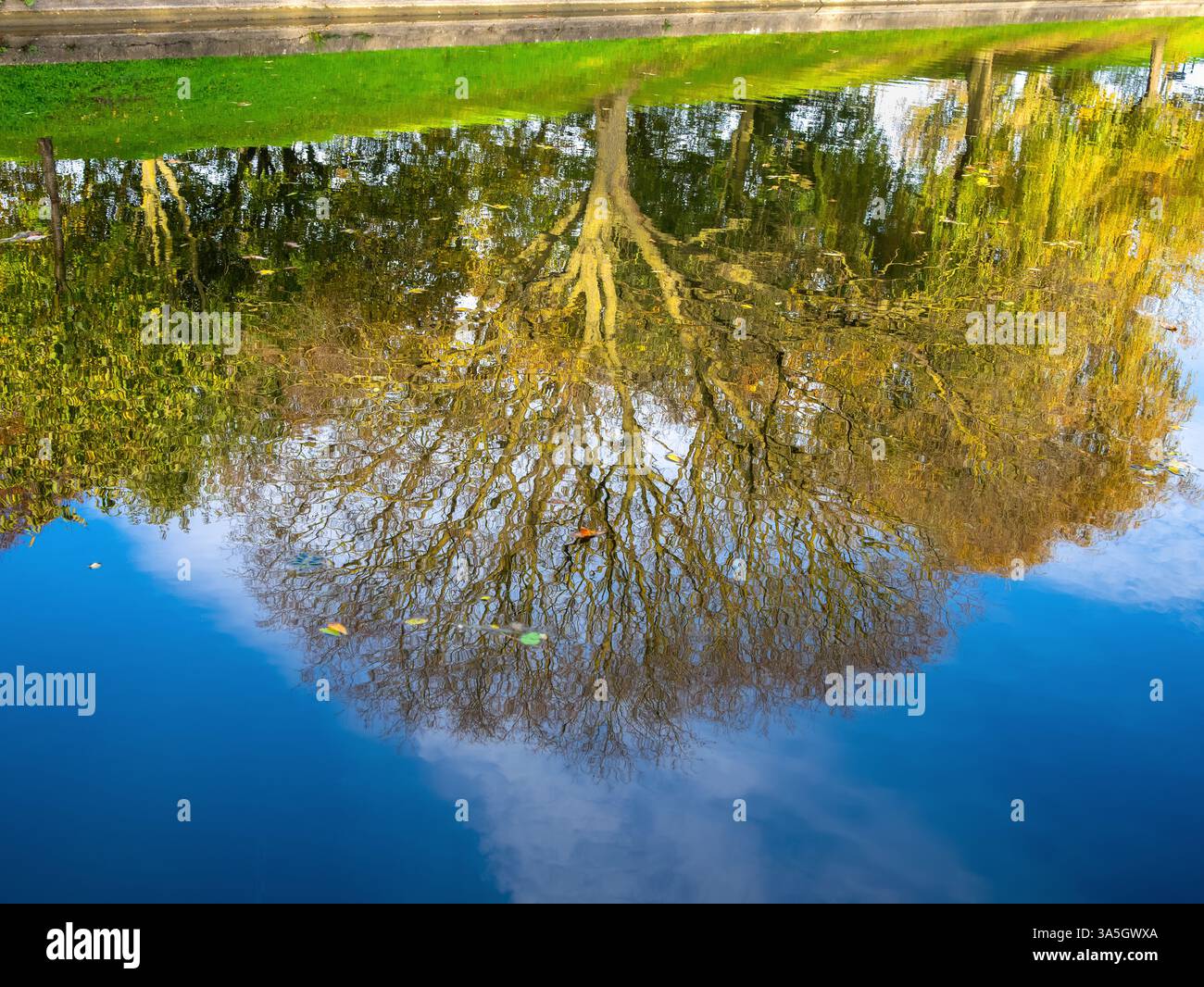 Reflections of trees bathed in golden light and a deep blue sky, Royal ...