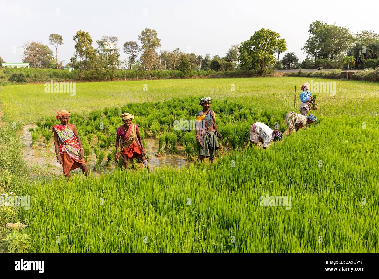 Women dressed in colourful traditional clothes planting rice, rice ...