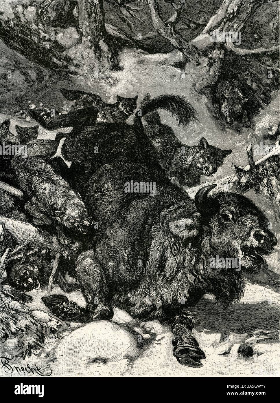 Relentless hunters hi-res stock photography and images - Alamy