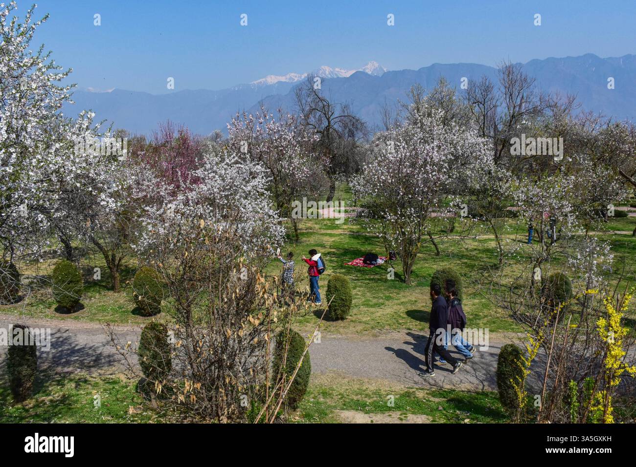 Visitors walk through the blooming almond orchard during a spring day ...