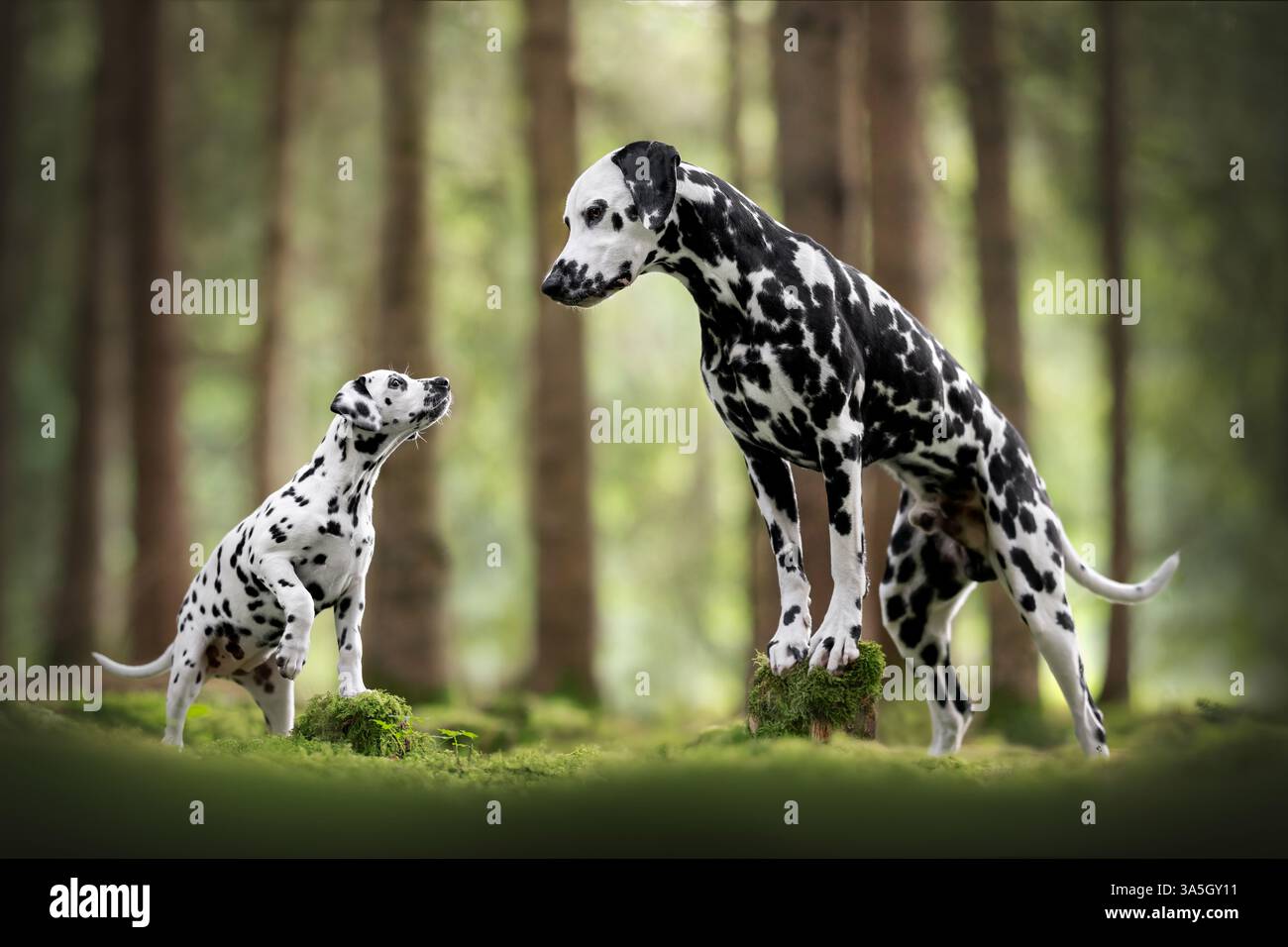 Dalmatian hind legs hi-res stock photography and images - Alamy