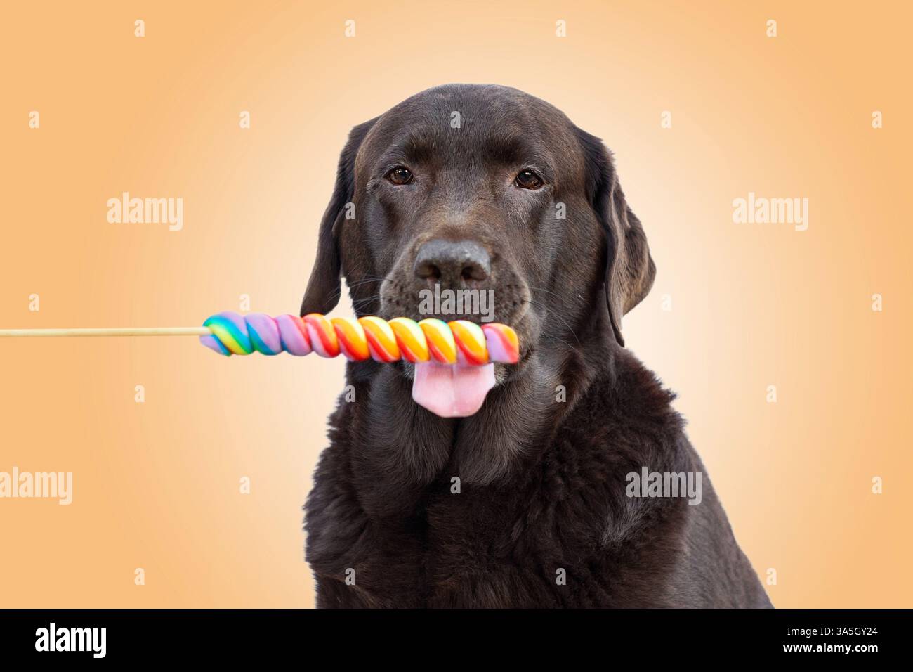 brown Labrador Retriever Stock Photo - Alamy