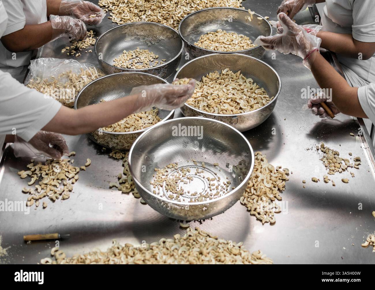workers sorting cashew nuts inside modern agricultural processing ...