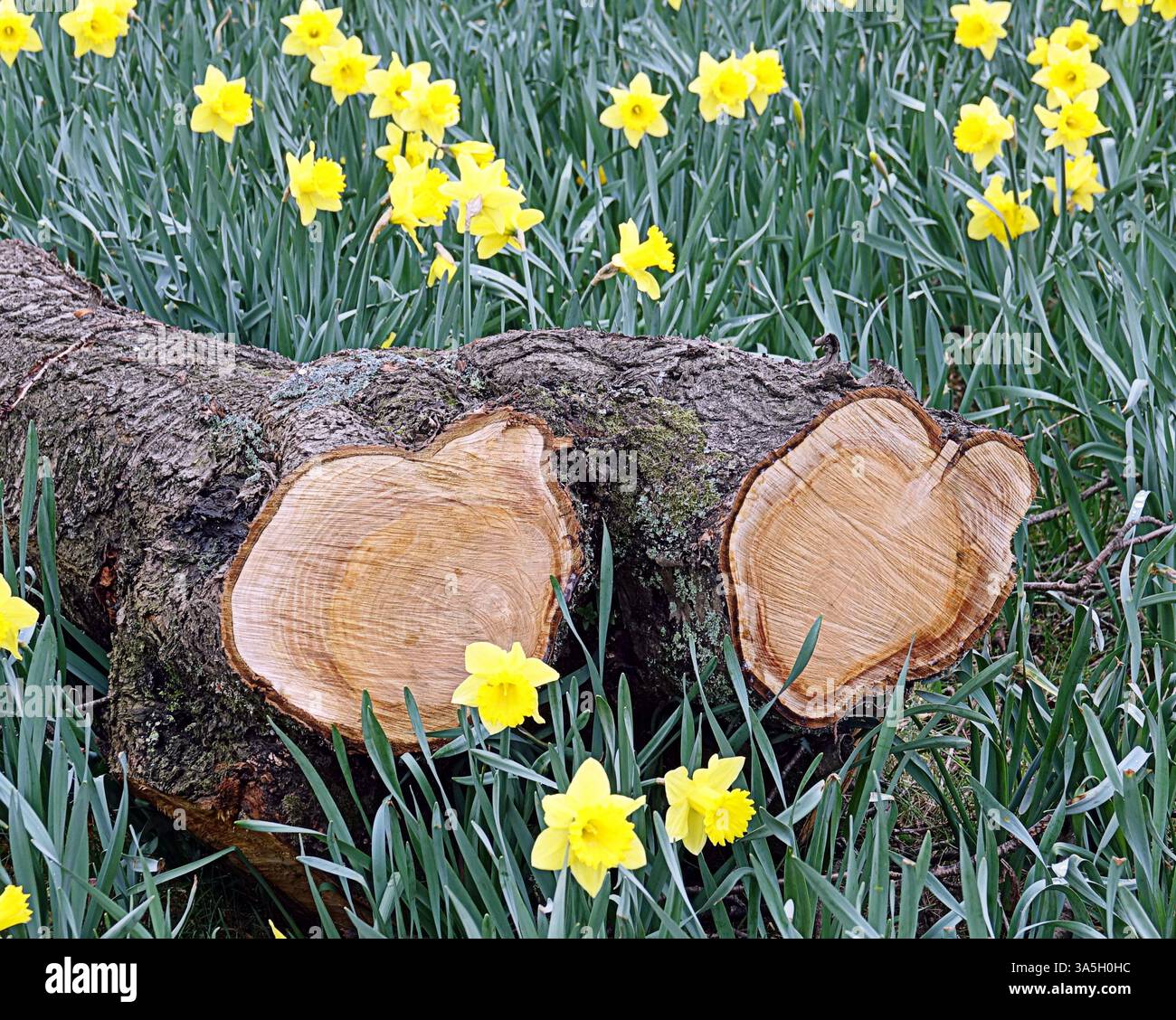 Glasgow, Scotland, UK. 23rd March, 2025. UK Weather: Spring on the ...