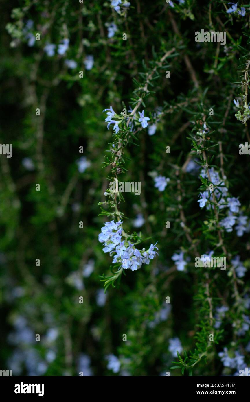 blooming rosemary in blue and green colors Stock Photo - Alamy