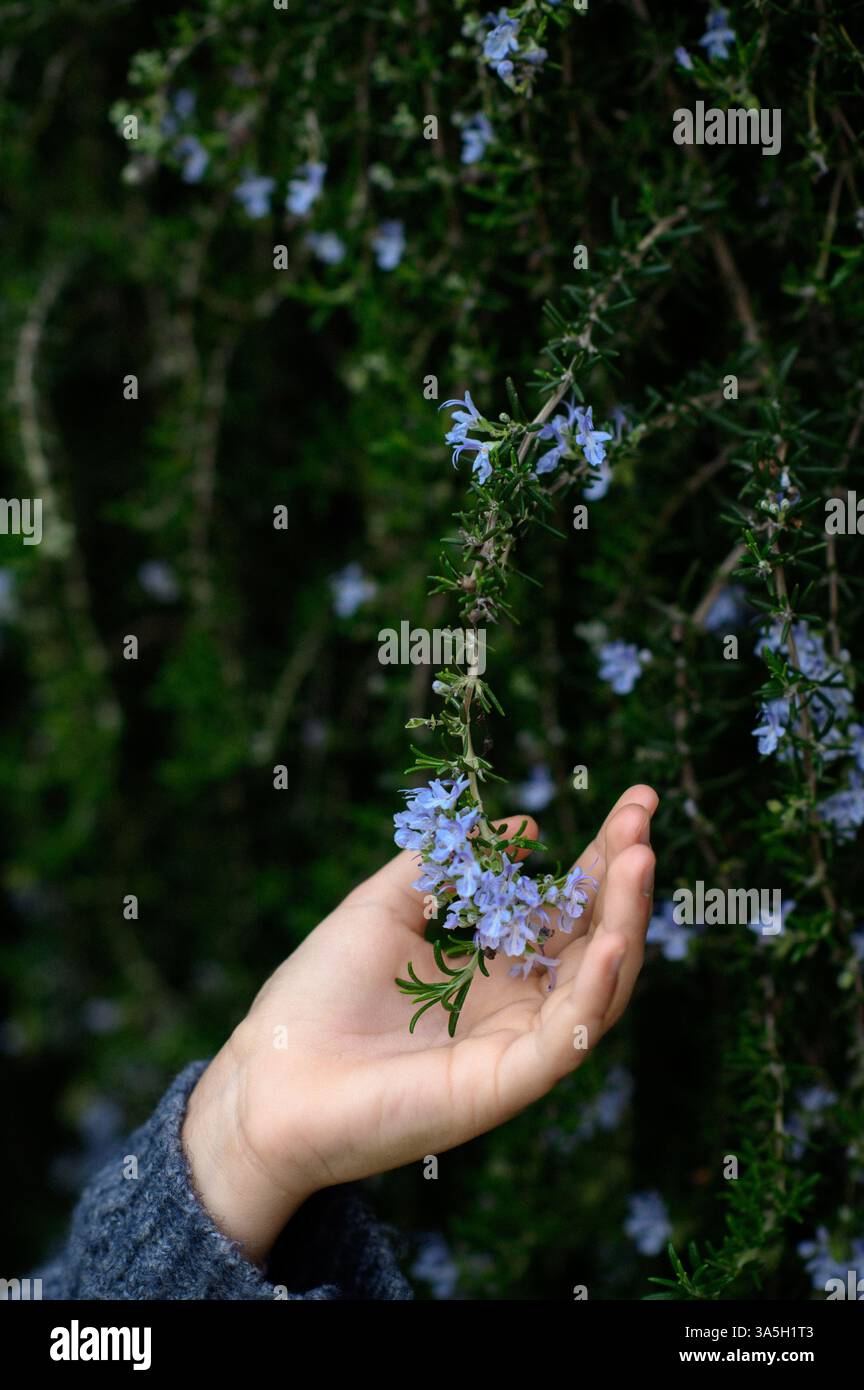 blooming rosemary in blue and green colors Stock Photo - Alamy