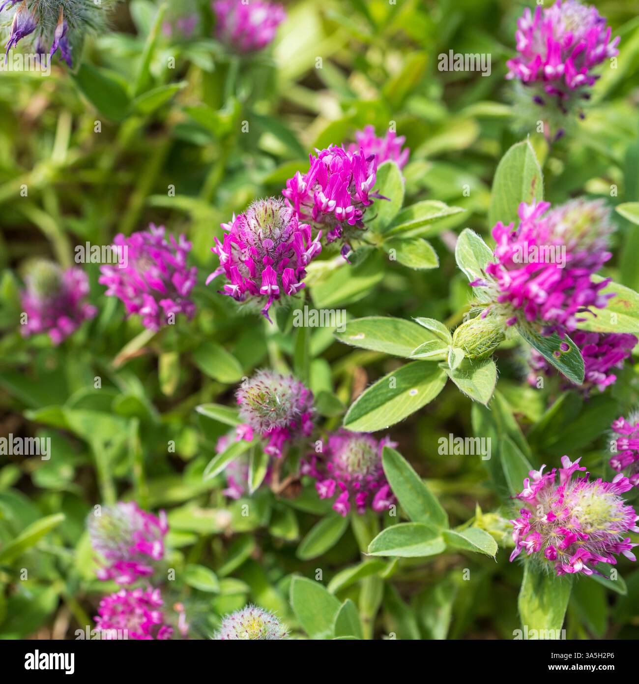 Trifolium albopurpureum is a clover species commonly called rancheria ...