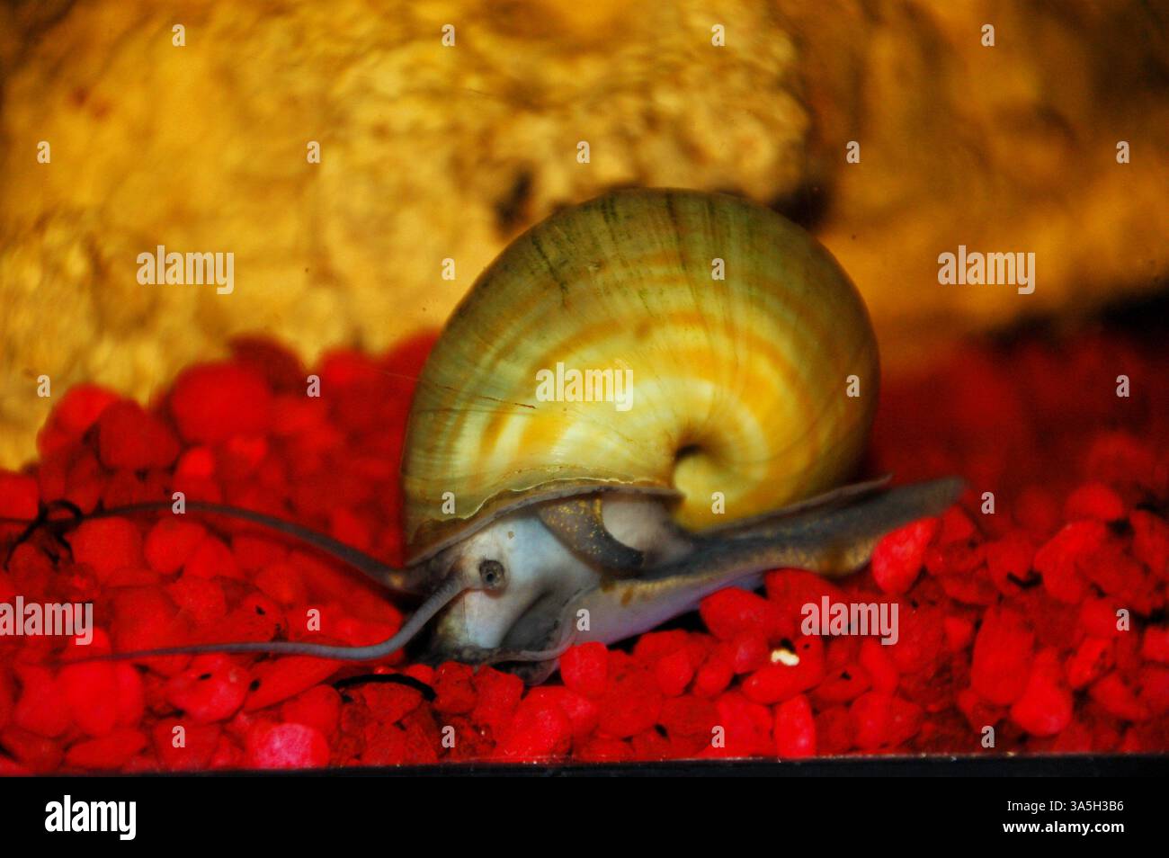Aquarium snails hi-res stock photography and images - Alamy