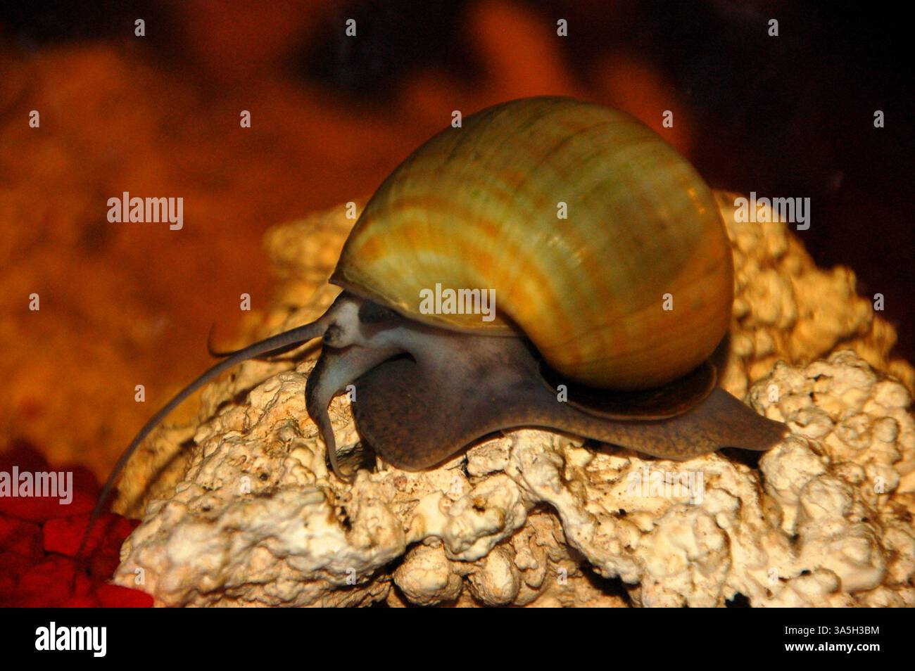 Freshwater lung snails hi-res stock photography and images - Alamy