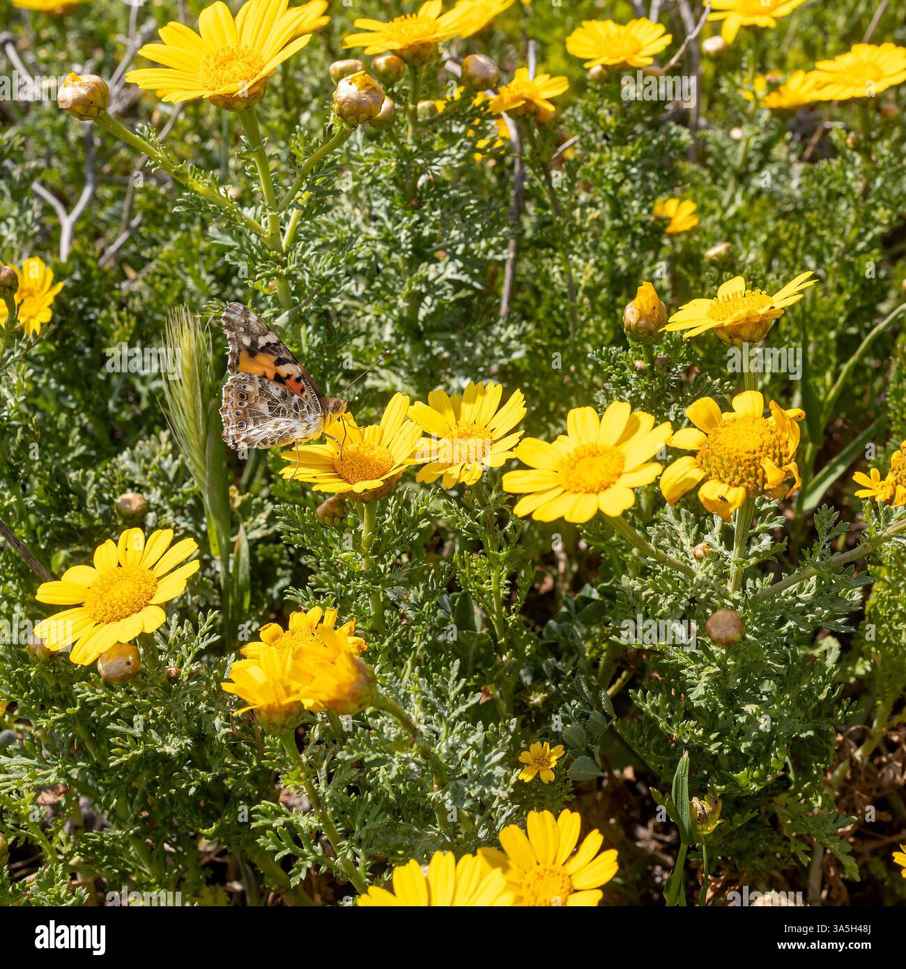 The small tortoiseshell butterfly in the thickets of Glebionis ...