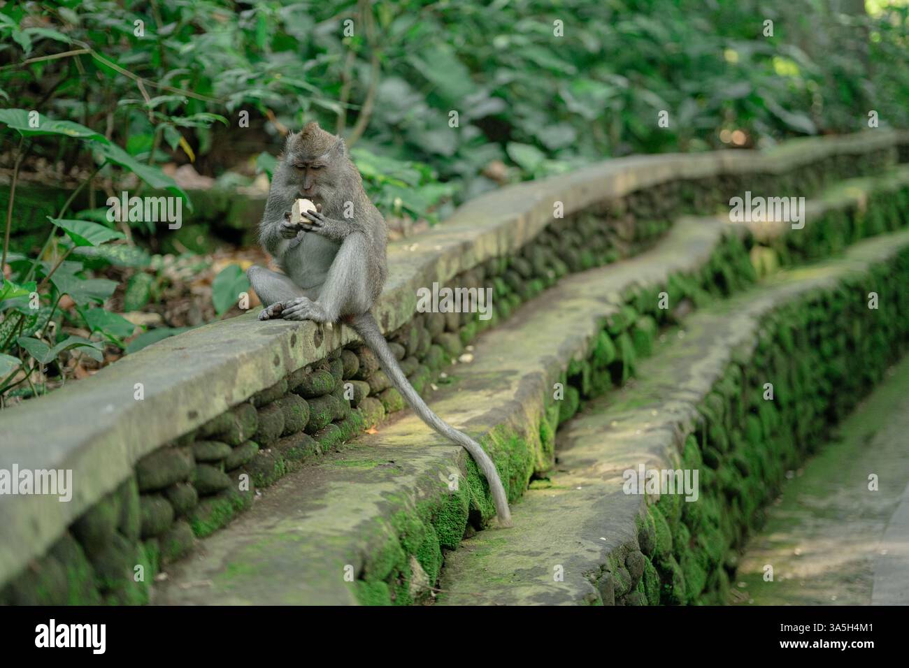 Anthropomorphic food animal hi-res stock photography and images - Alamy