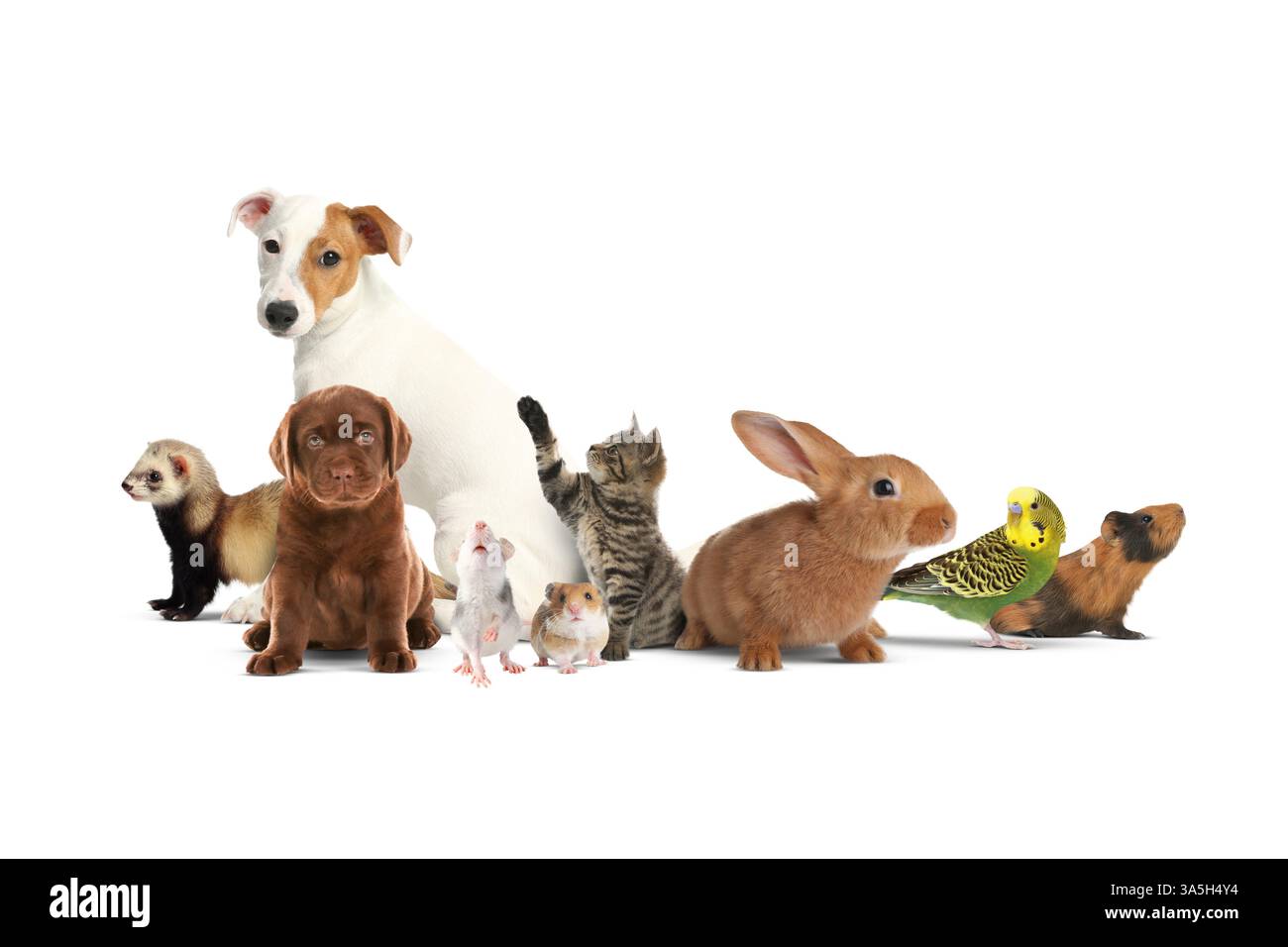 Group of cute domestic pets on white background Stock Photo - Alamy