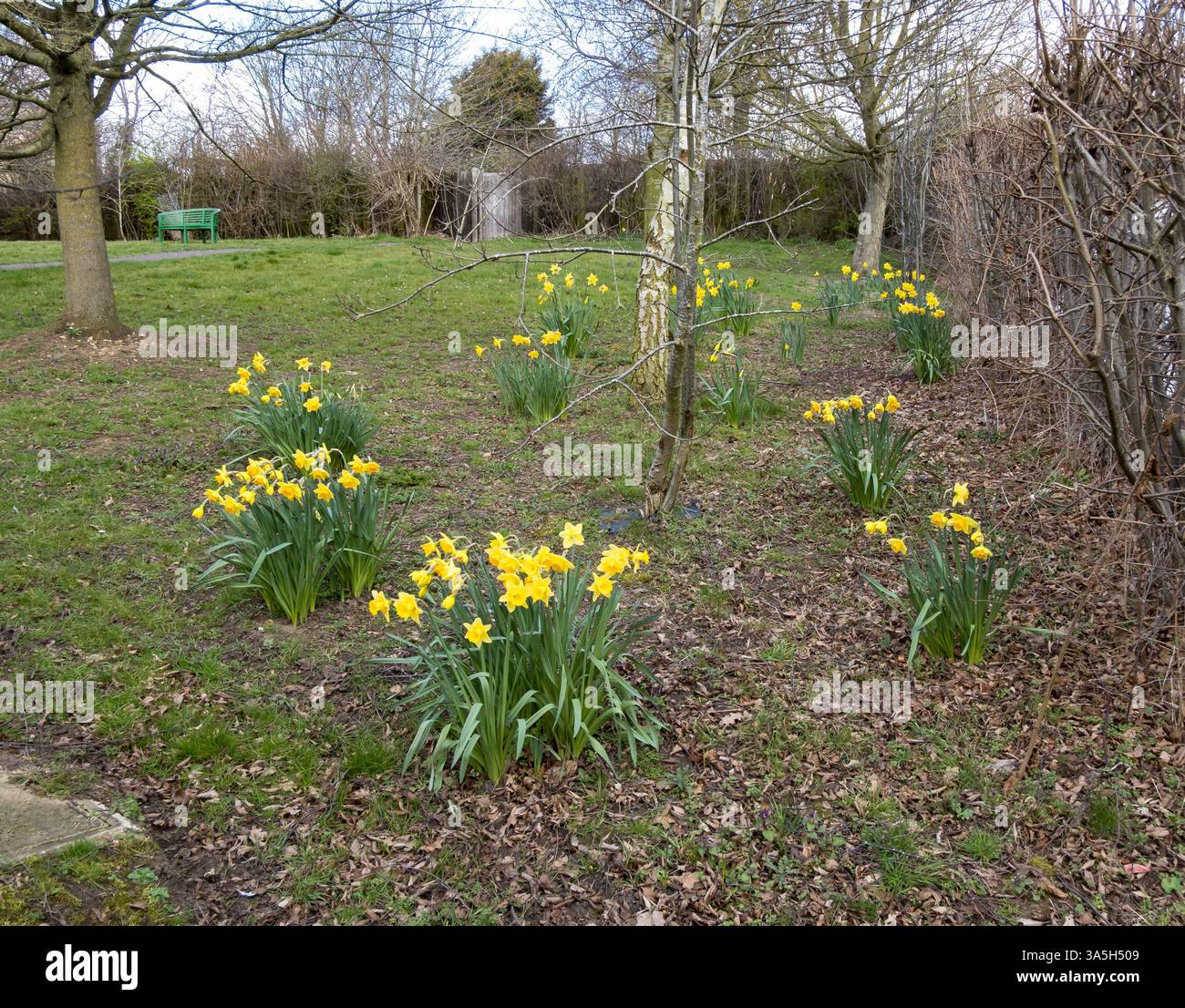 Wild daffodils growing in recreation area Stock Photo - Alamy