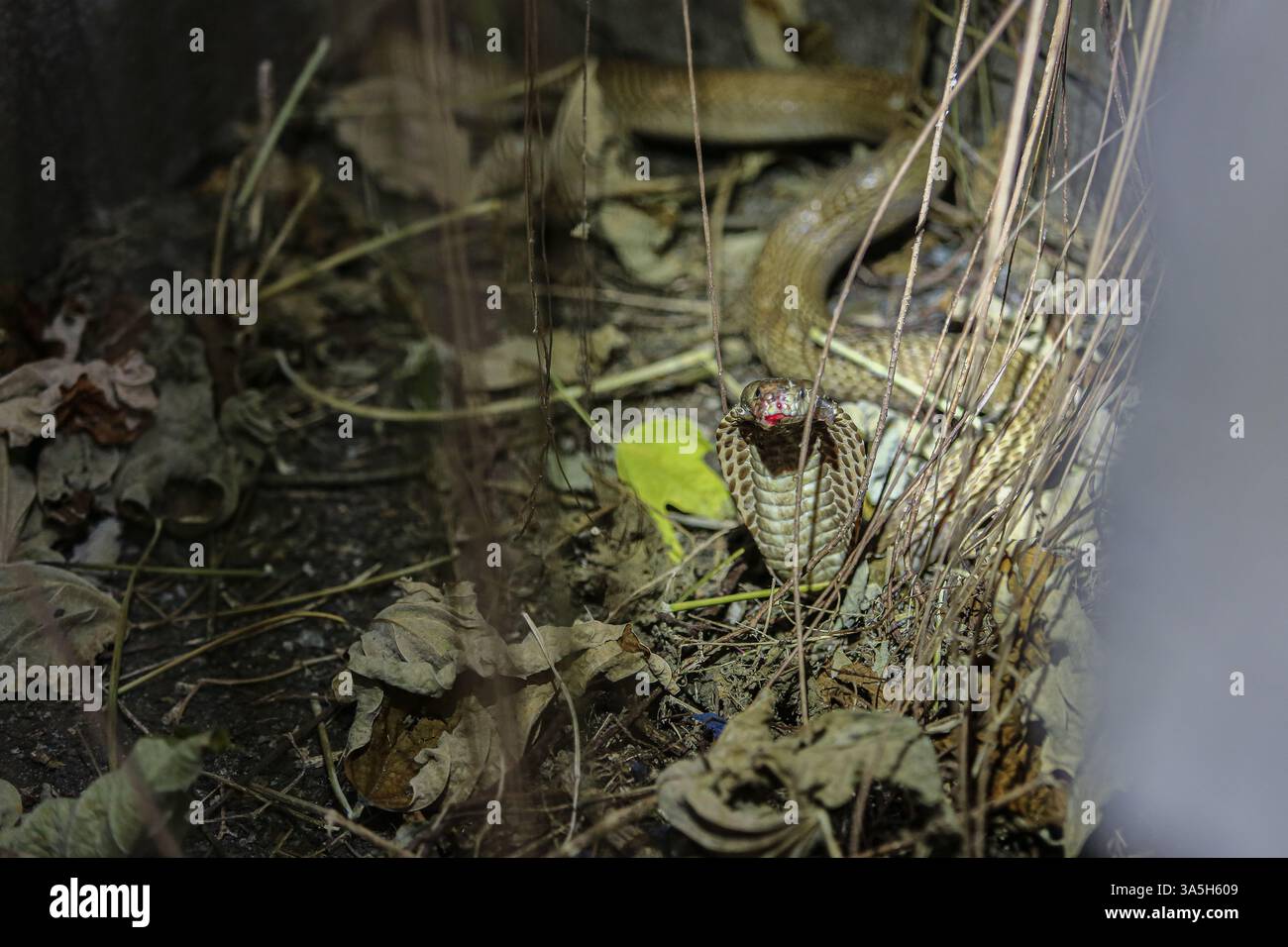 Laguna, Philippines. March 23, 2025. Capture & rescue of a Philippine ...