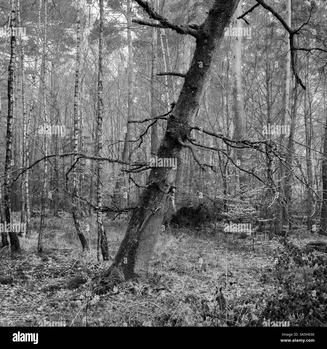 A single old dark oak tree with a rough bark stands out within a mixed ...