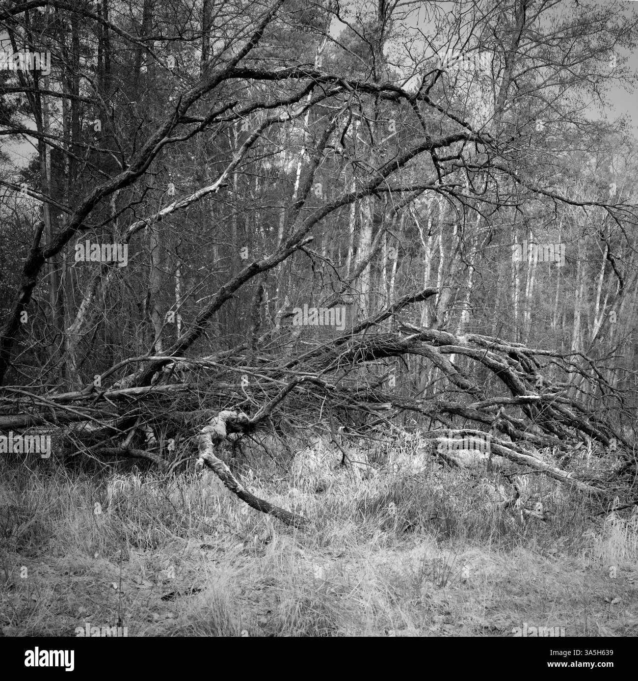 forest scenery with a comb-like pattern of branches towering over an ...