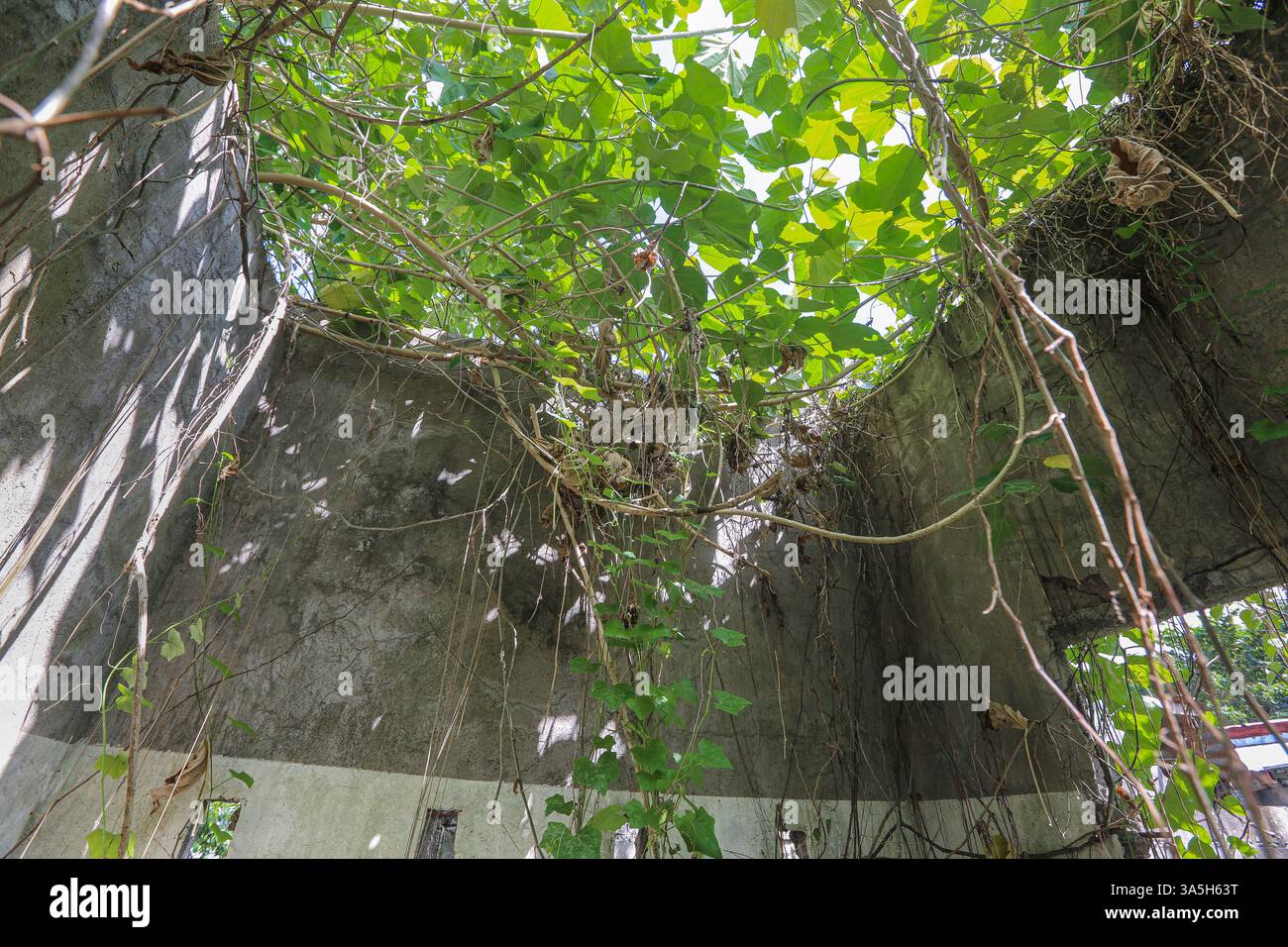 Laguna, Philippines. March 23, 2025. Capture & rescue of a Philippine ...
