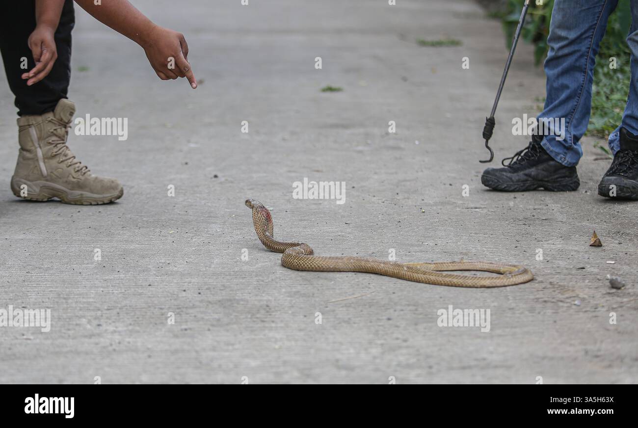 Philippine cobra naja philippinensis hi-res stock photography and ...
