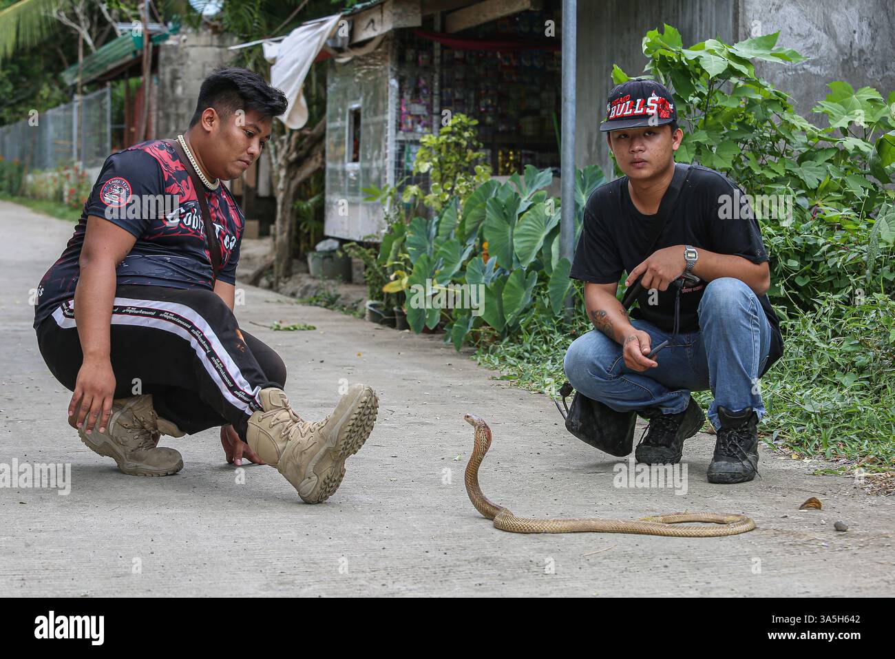 Philippine cobra naja philippinensis hi-res stock photography and ...