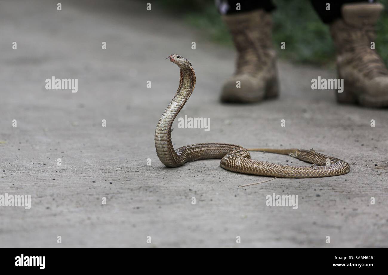 Laguna, Philippines. March 23, 2025. Capture & rescue of a Philippine ...