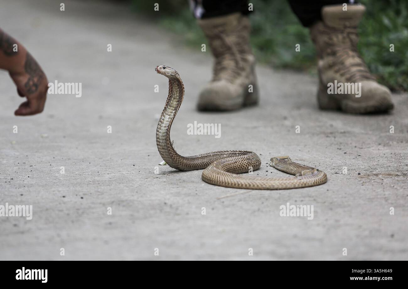 Philippine cobra naja philippinensis hi-res stock photography and ...