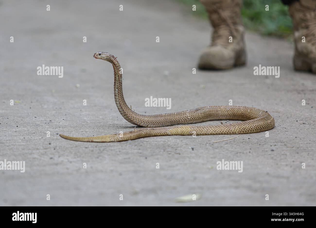 Laguna, Philippines. March 23, 2025. Capture & rescue of a Philippine ...